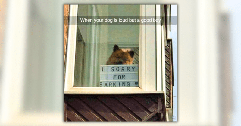 23 Blissful Borking Memes That'll Get You Laughing With Woofs Like a Dog