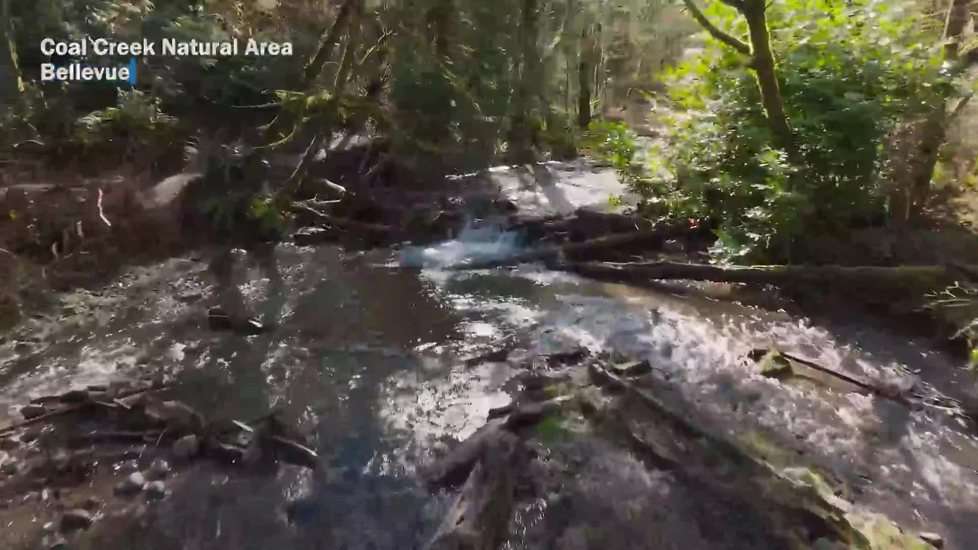 King County sewer project earns rare Salmon-Safe certification for fish ...