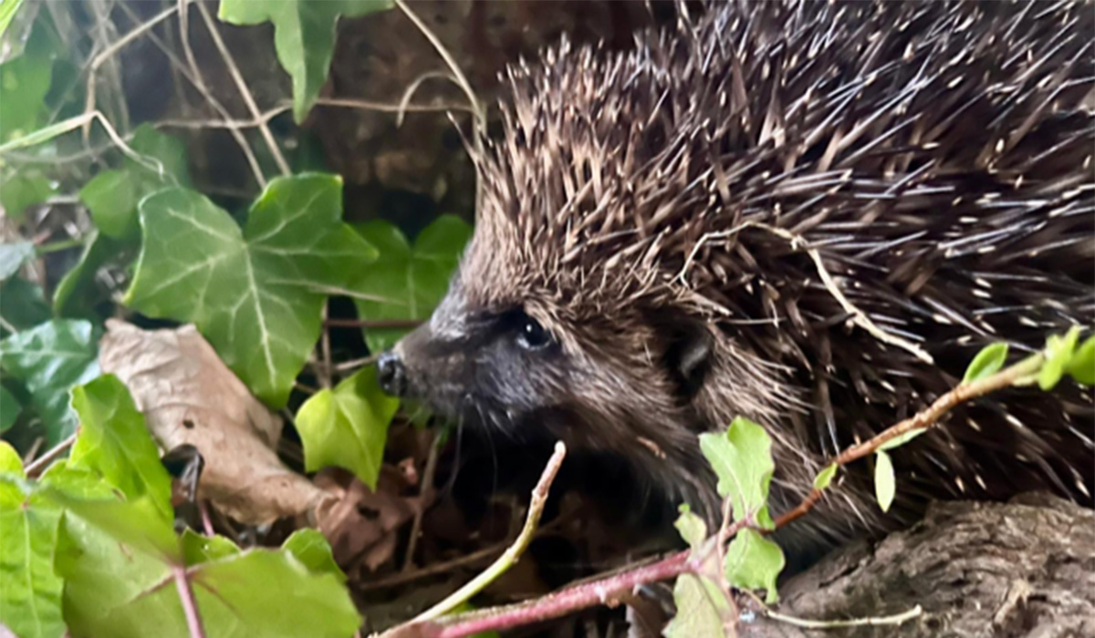 Adam Clayton’s h-EDGE-hog haven: U2’s bassist burrows in with three ...