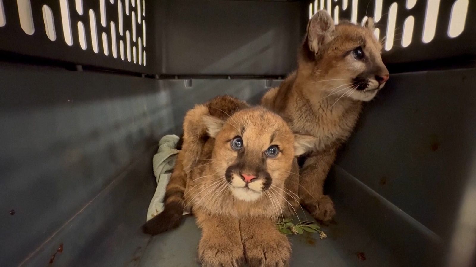 Mountain lion cubs rescued