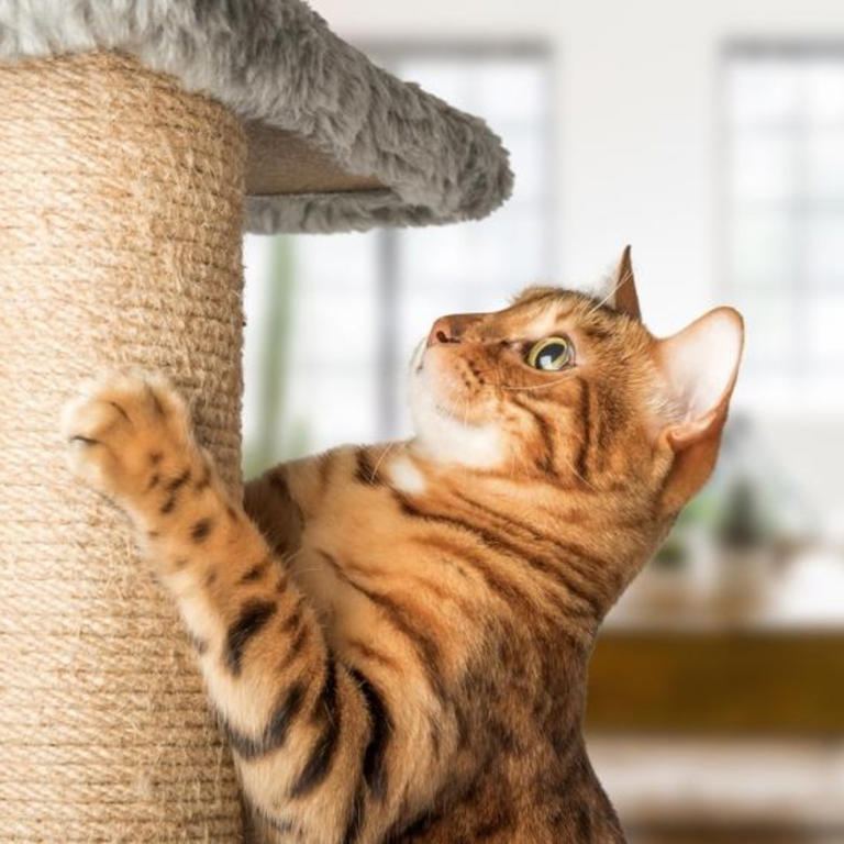 The secret to a happy cat: 7 Essentials every cat owner should know