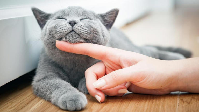 The secret to a happy cat: 7 Essentials every cat owner should know