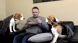 Beagles React as I Eat Without Sharing