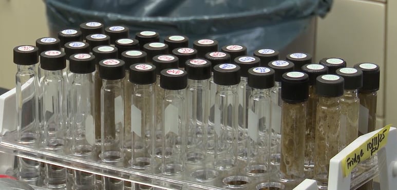 Michigan State University researchers discover microbe that helps ...