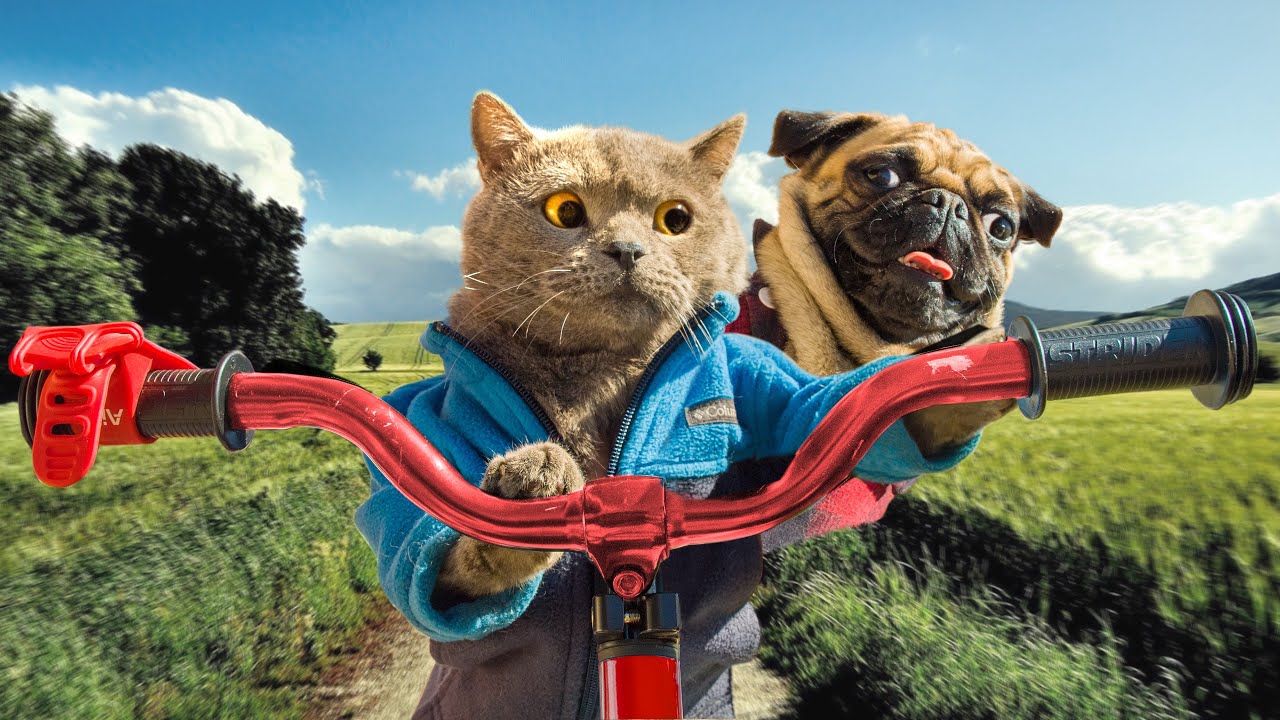 Cat and dog hit the road for wild adventure together