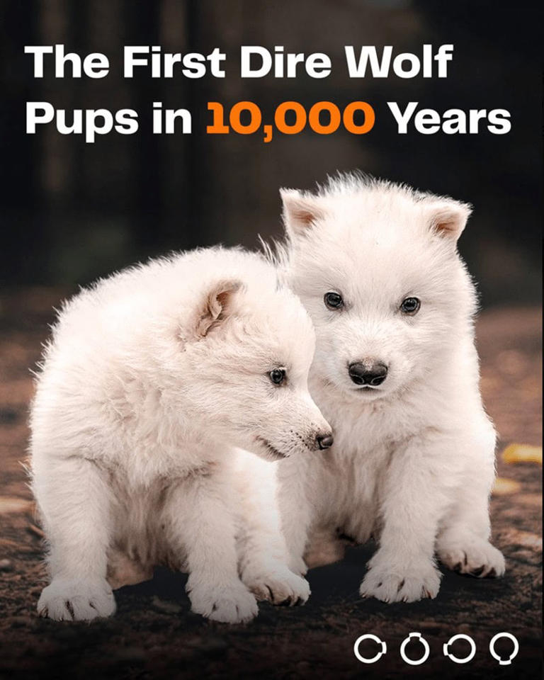 Scientists Just Brought Back Two Dire Wolf Puppies, A Species That Went ...