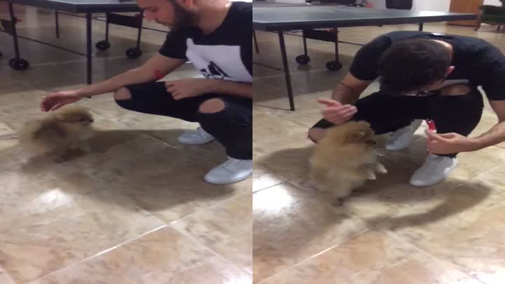 Adorable Pooch Busts a Move for Tasty Treats