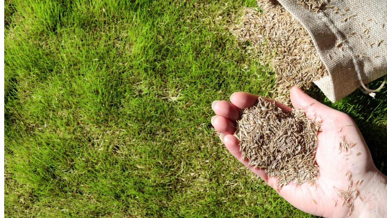 9 Reasons Your Grass Keeps Dying (And How to Fix It)