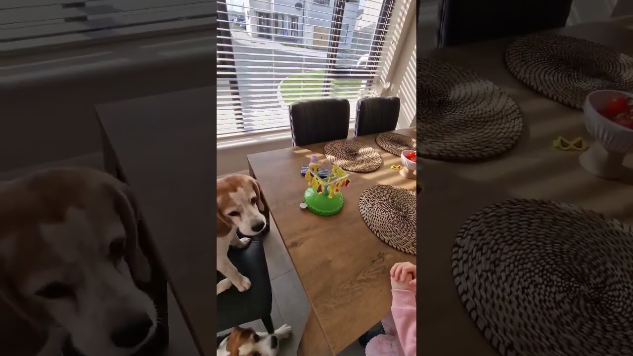 Charlie the Beagle is Too Good For This Game—You Have to See Why