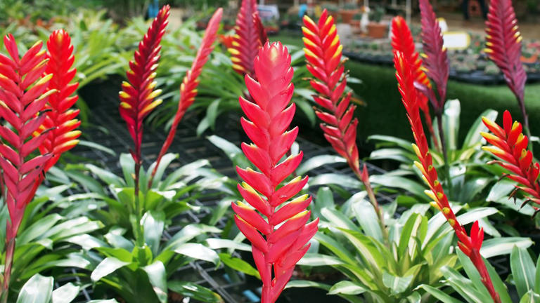 Vriesea splendens: cuidados, características y guía completa para su ...