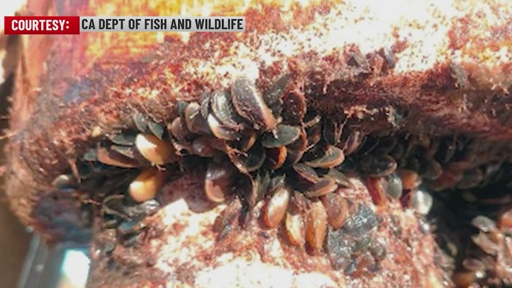 Officials have no idea how Golden Mussels make their way to the region