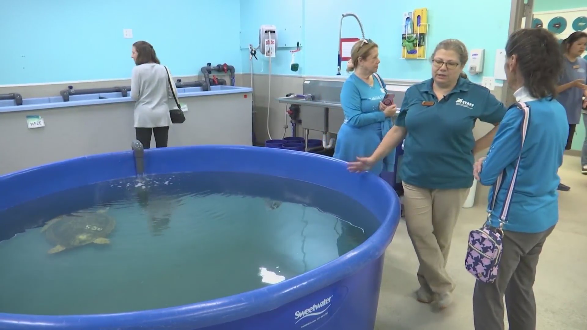 Karen Sea Turtle Rescue Center upgrades improve turtle care