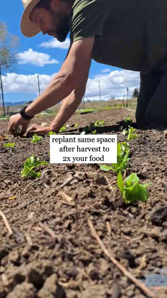 $86,000 Harvest: Growing Two Crops in One Space and One Season!