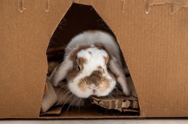 Budget-Friendly DIY Rabbit Enrichment Ideas for Every Bunny Parent