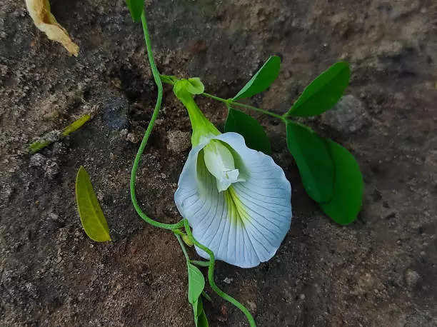 How to use Shankhpushpi for hair growth