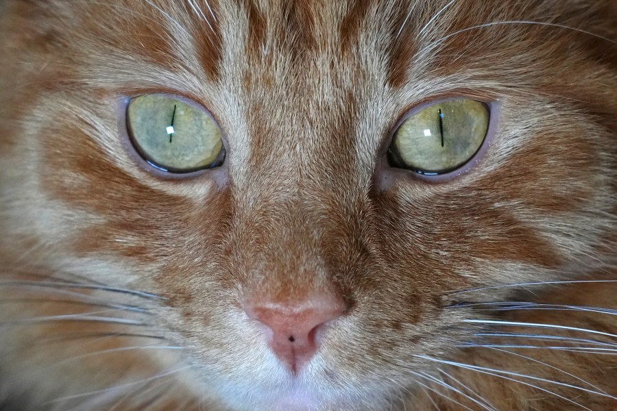 Visalia nonprofit to host event honoring woman who helped feral cats ...