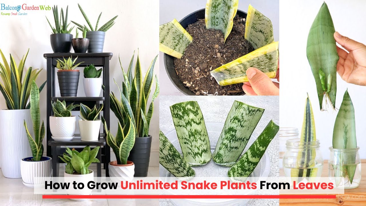 Snake plant hacks: Unlimited growth from a single leaf