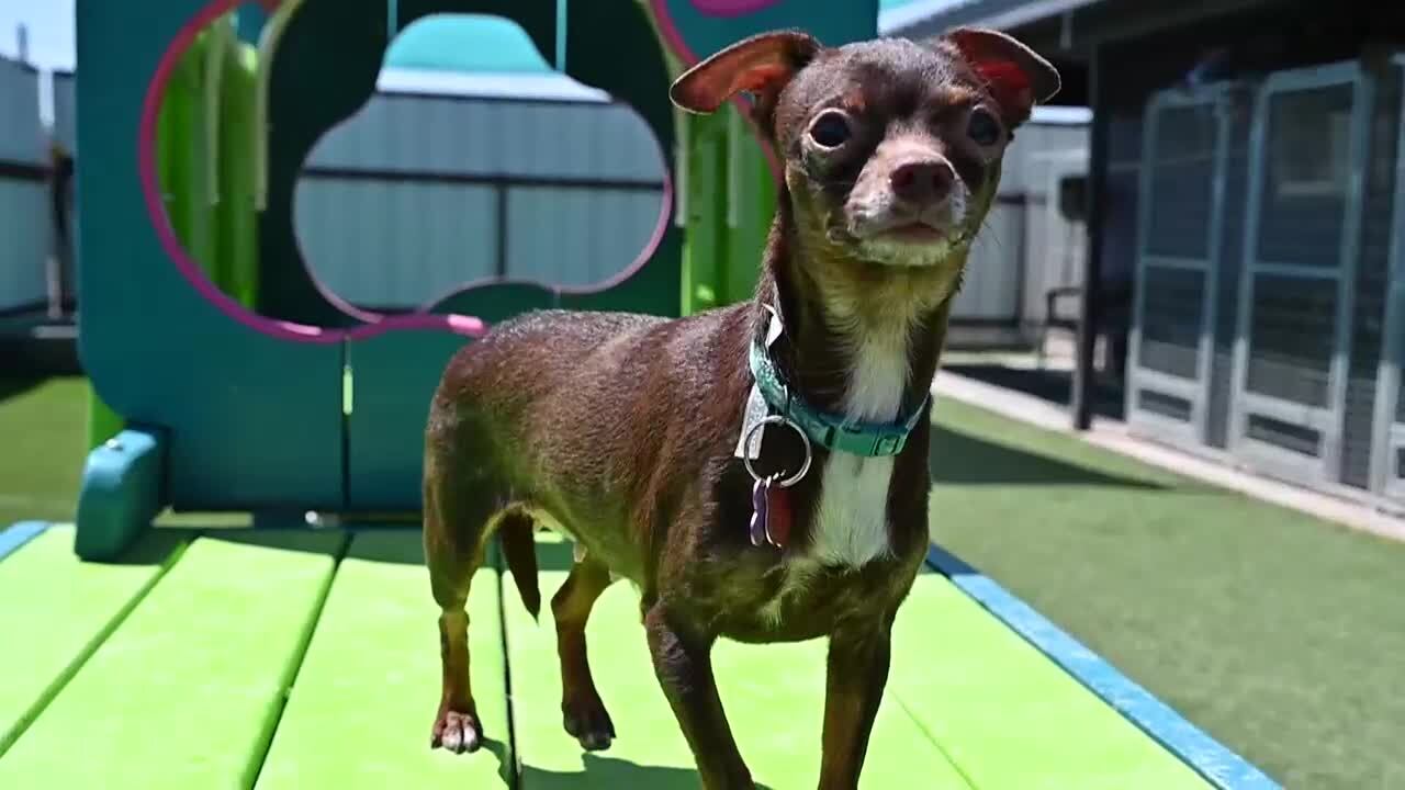 Midland animal advocates work to rehome more than 70 dogs saved in ...