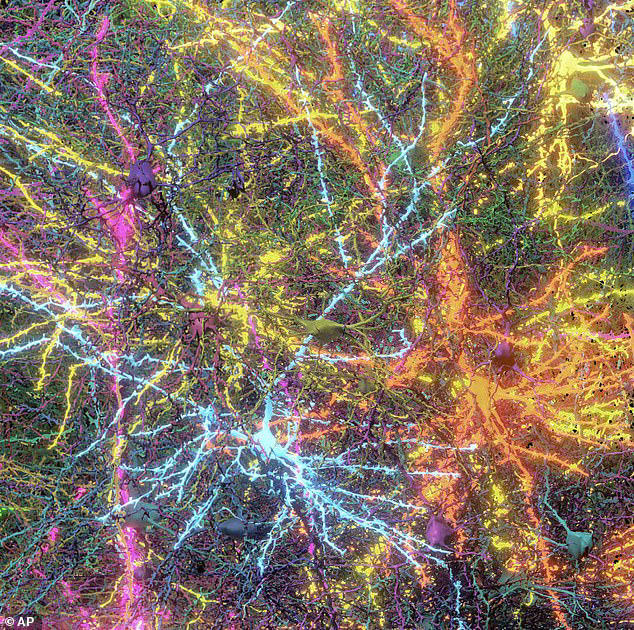 Jaw-dropping 3D scan shows a section of a MOUSE BRAIN