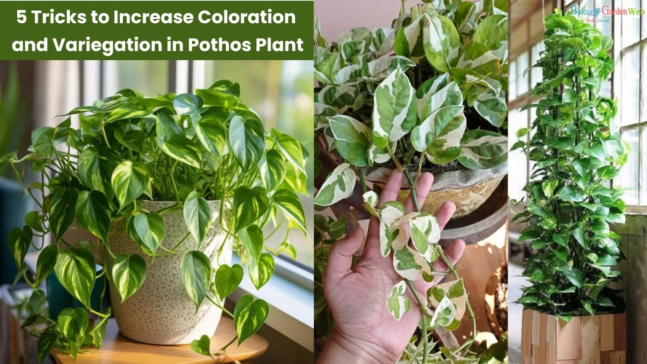 How to get the most beautiful variegation in your pothos