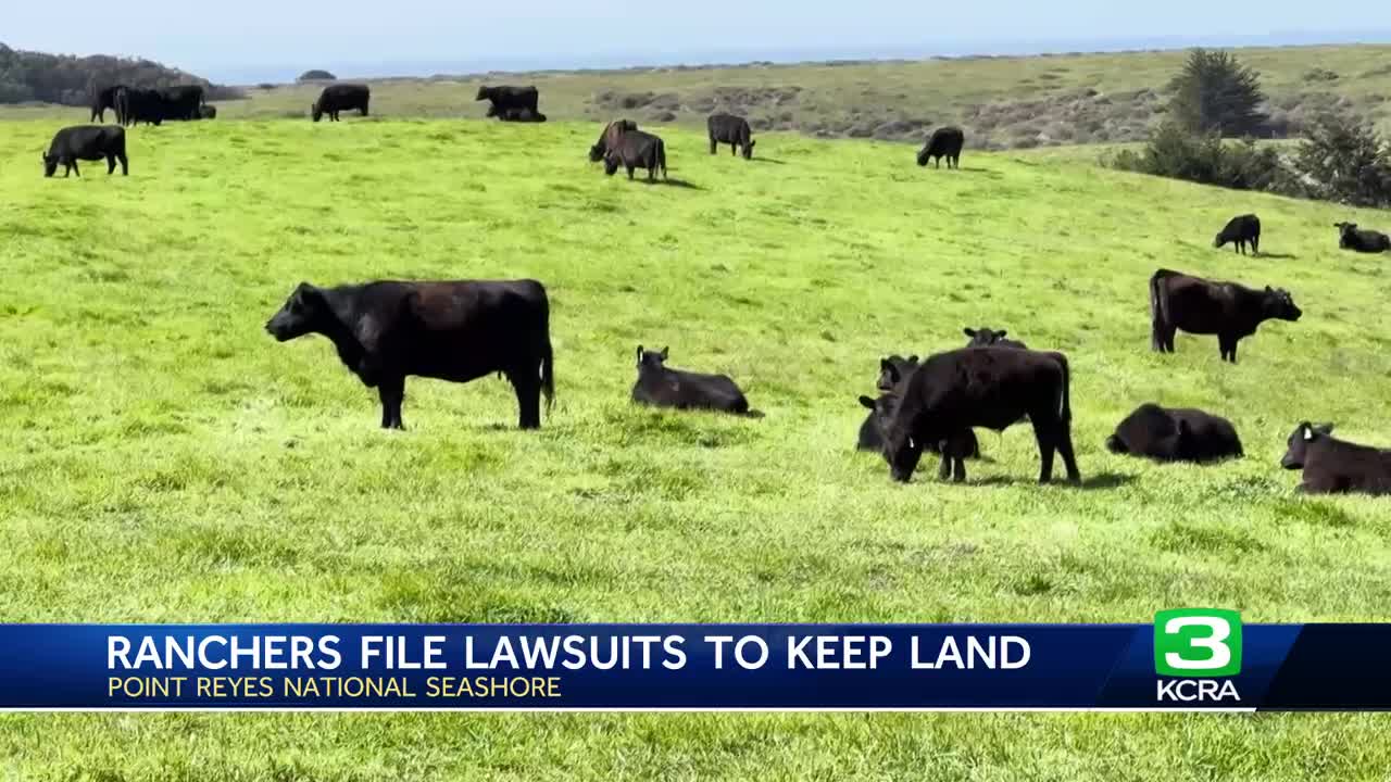 California cattle ranchers sue National Park Service to stay on the land