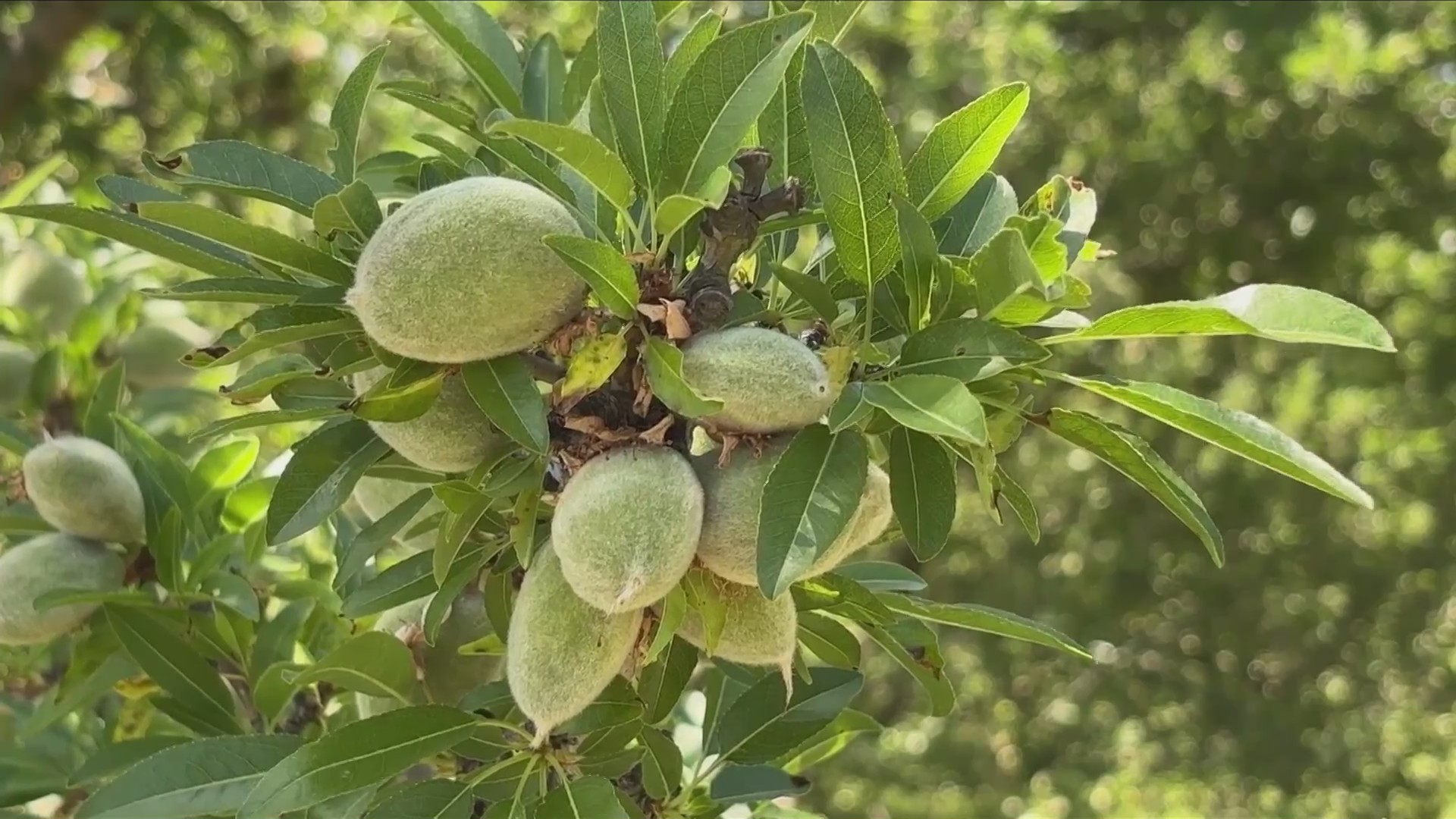 '85% of our almonds go overseas': Fresno County Ag reacts to latest ...