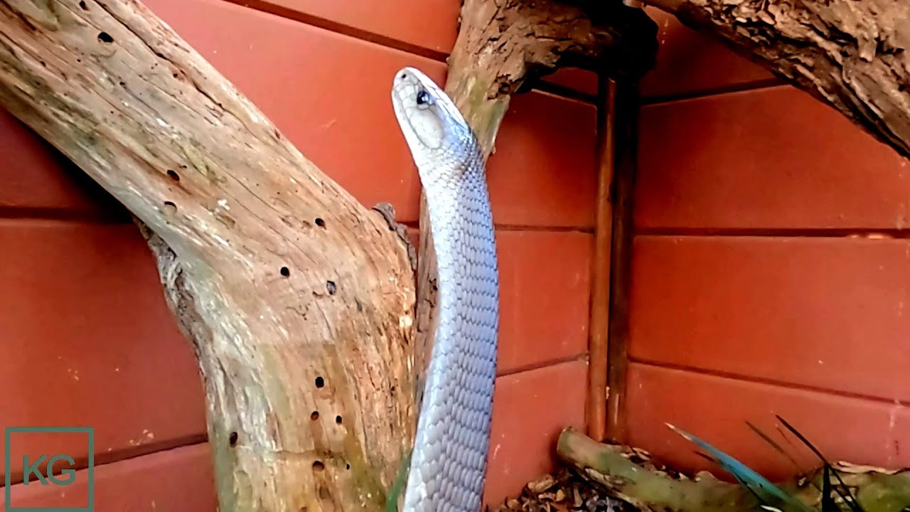 Huge BLACK MAMBA Shows Insane Strength Lifts Two Thirds Of His Body Off ...