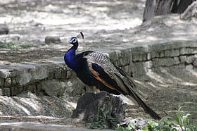 Delhi HC refuses to legislate on peacock deaths due to electrocution