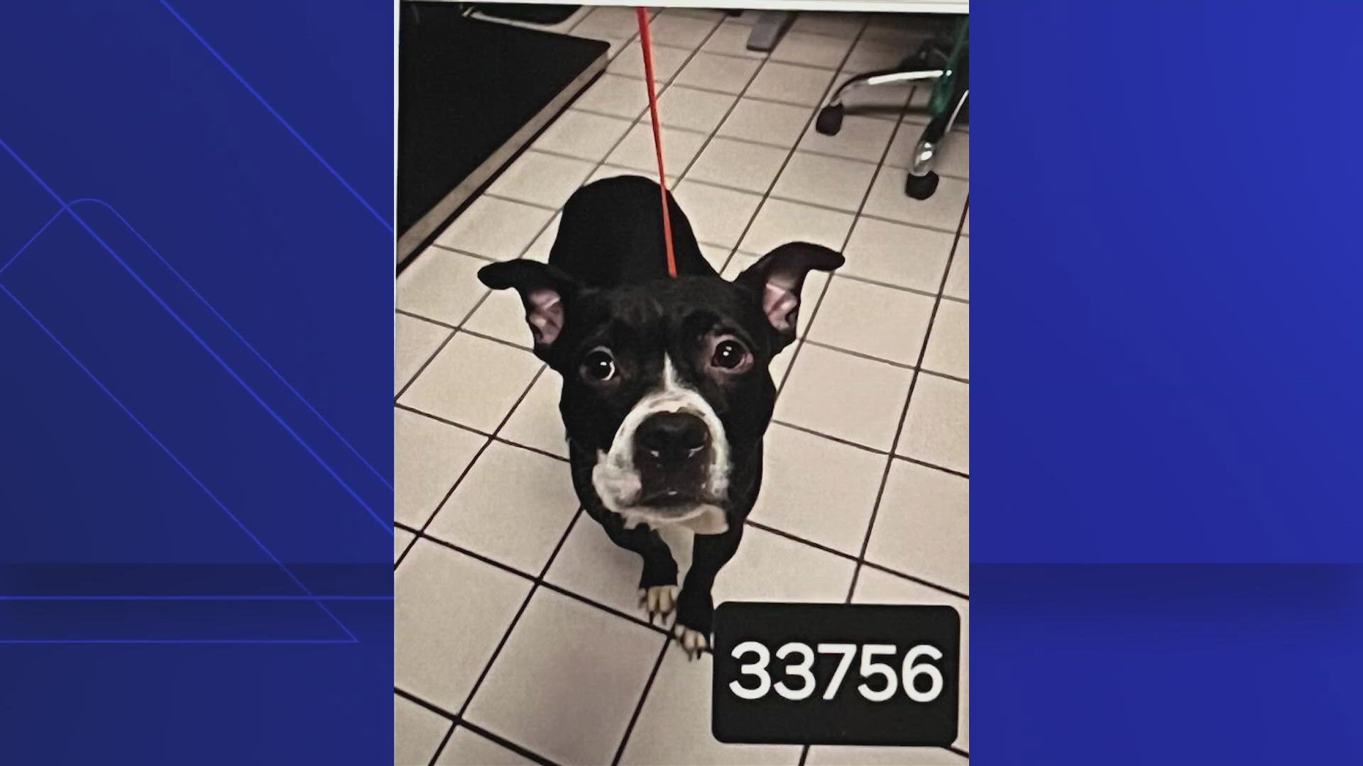 Dexter's Law, in honor of dog found decapitated, clears final hurdle in ...