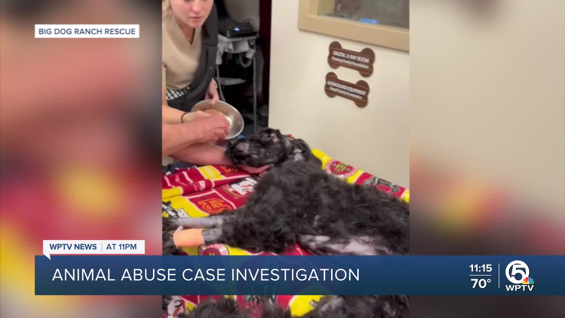 Big Dog Ranch Rescue treating giant schnauzer found suffering from ...