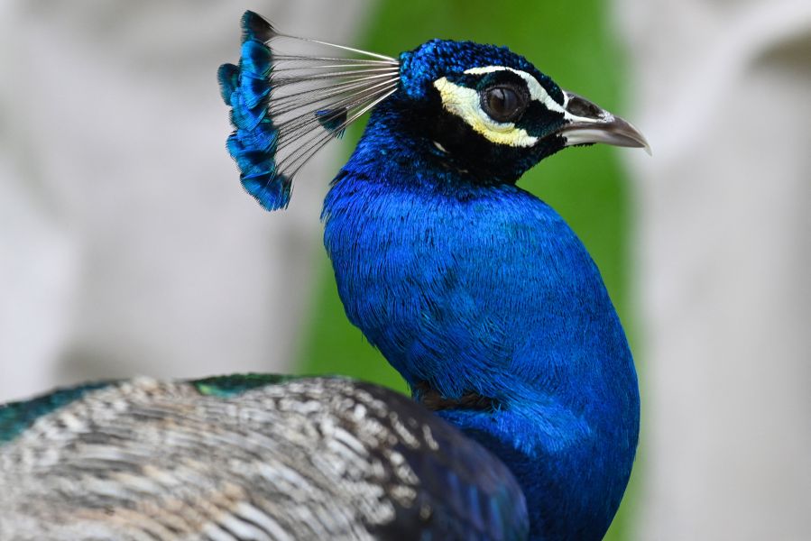 30 peacocks found dead as birds continue to vanish from Florida town ...