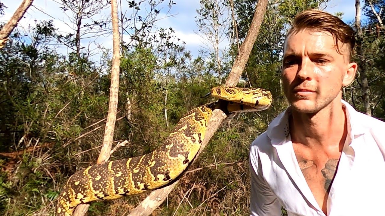 Deadly Puff Adder vs Human