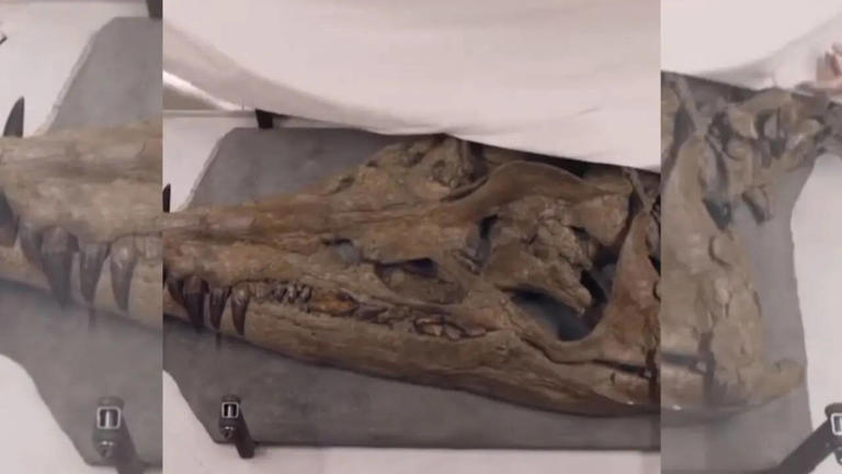 'After Dire Wolves, Bring Dinosaurs Back': Resurfaced Water T-Rex Skull ...