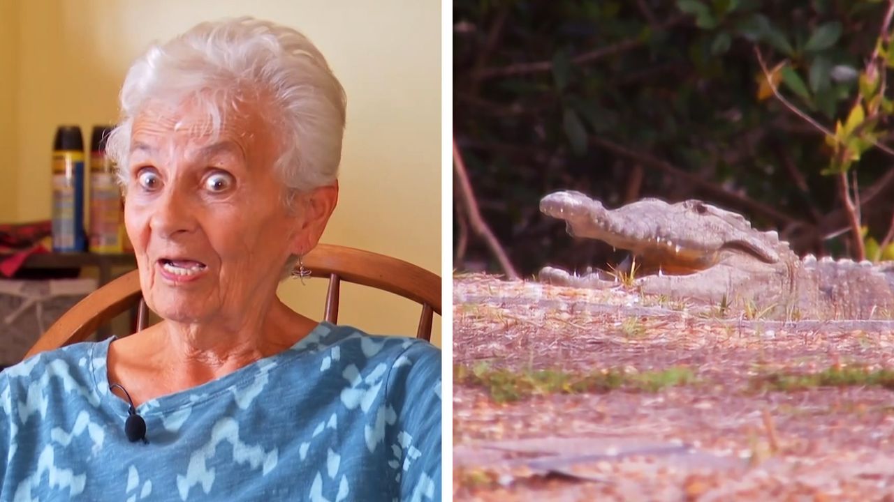 Frau in Florida hat neuen Nachbarn – Krokodil will sich in Garten einnisten