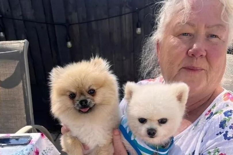 Dog 'stolen' from pram on bus as gran dialled 999 reunited with owner ...