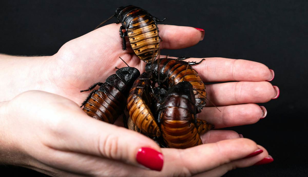 5 Interesting & Unique Pet Insects