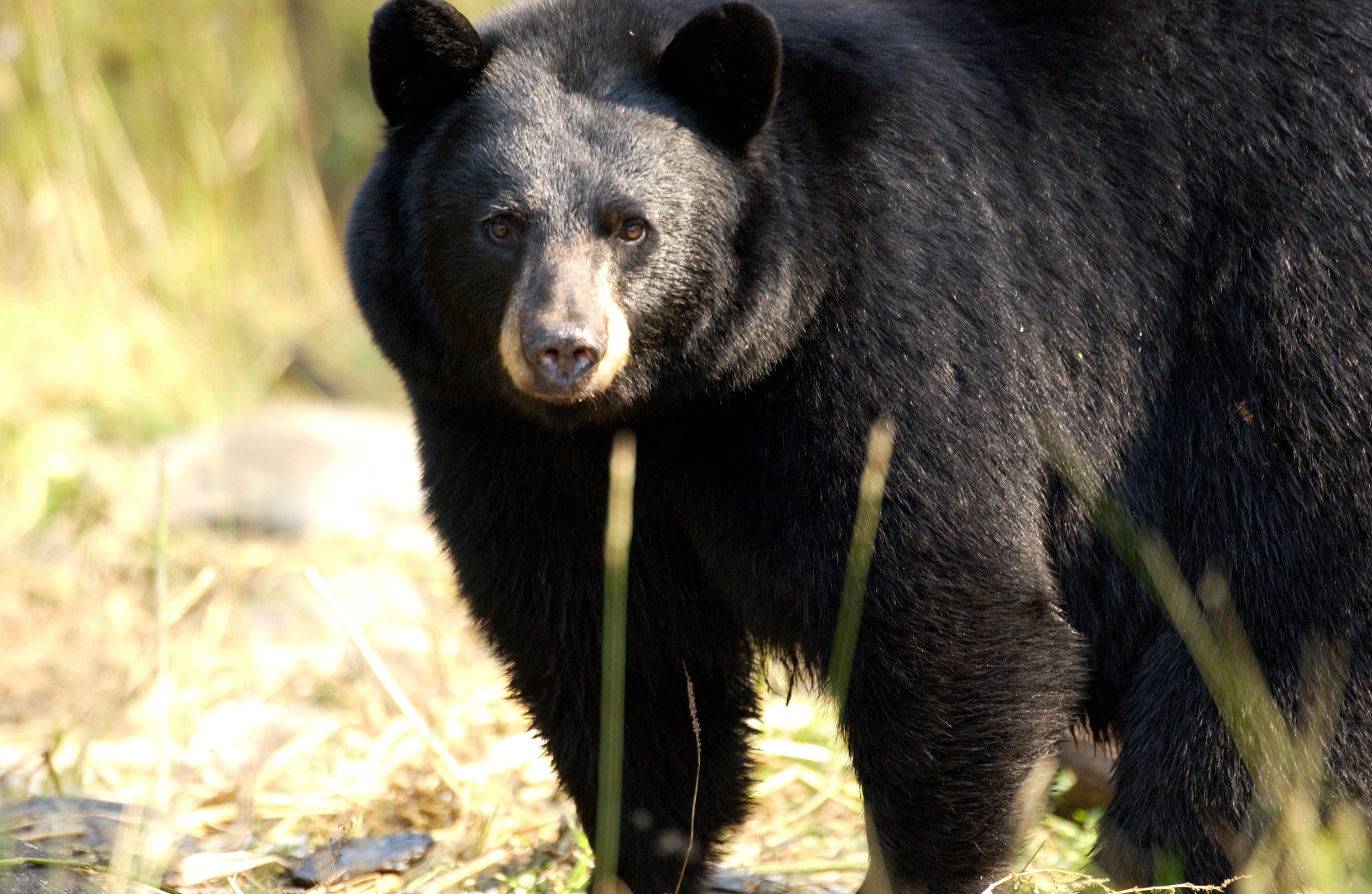 Bears are pushing farther south in Michigan. We have to learn to ...
