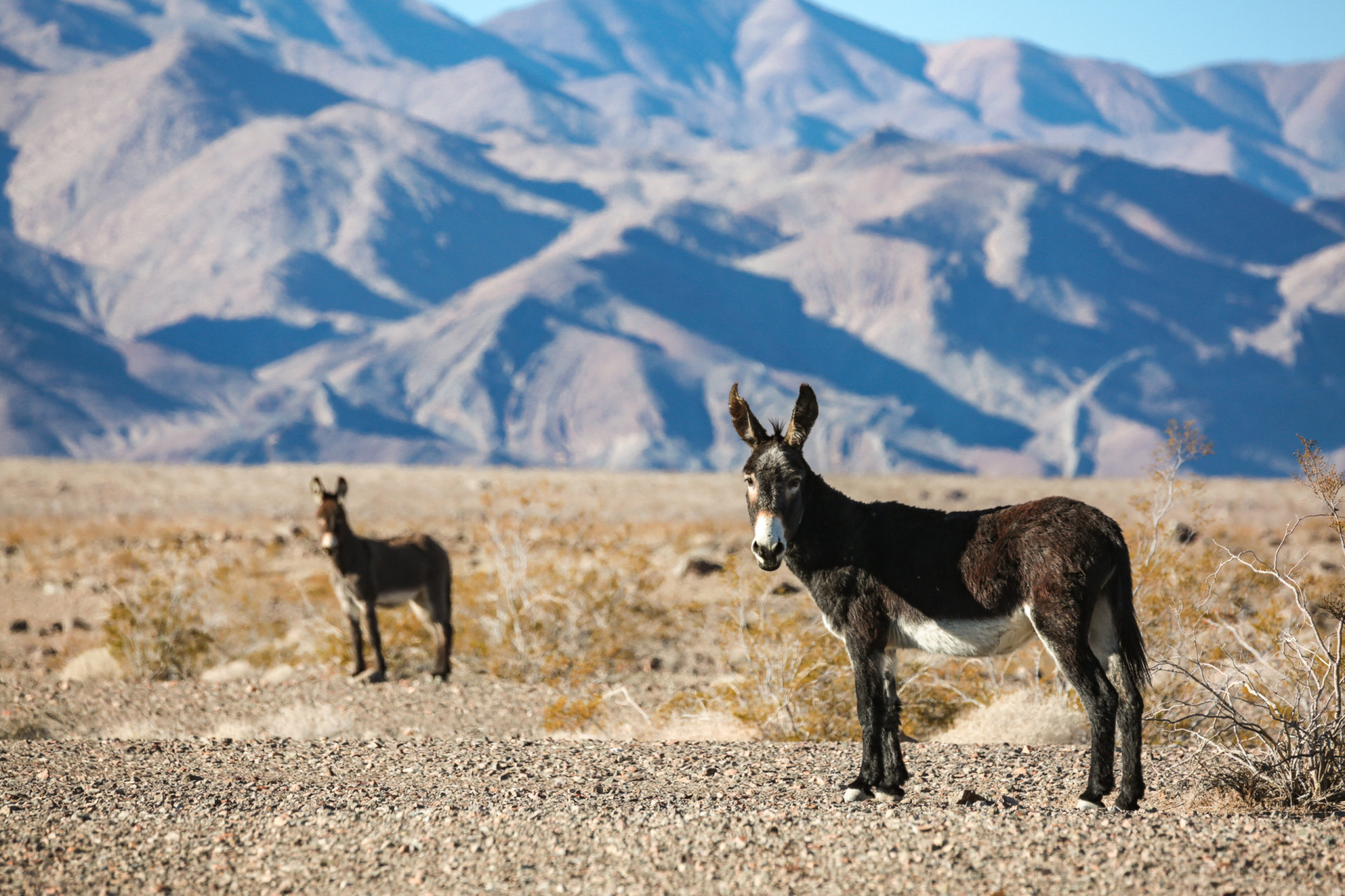 More than just stubborn: adorable facts about donkeys