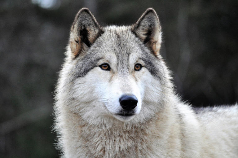 Scientists Bring Back the Dire Wolf, 10,000 Years After Extinction