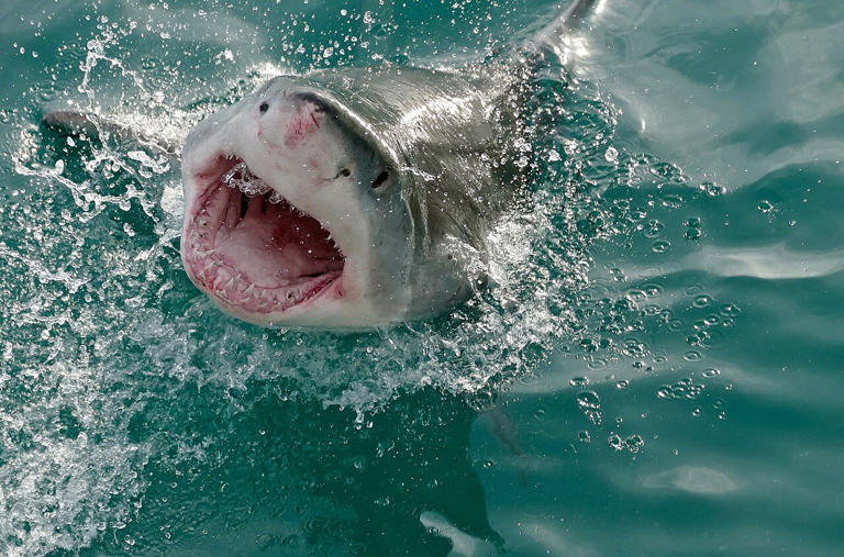 The Ultimate Apex Predator Targeting Sharks Can Have Devastating ...