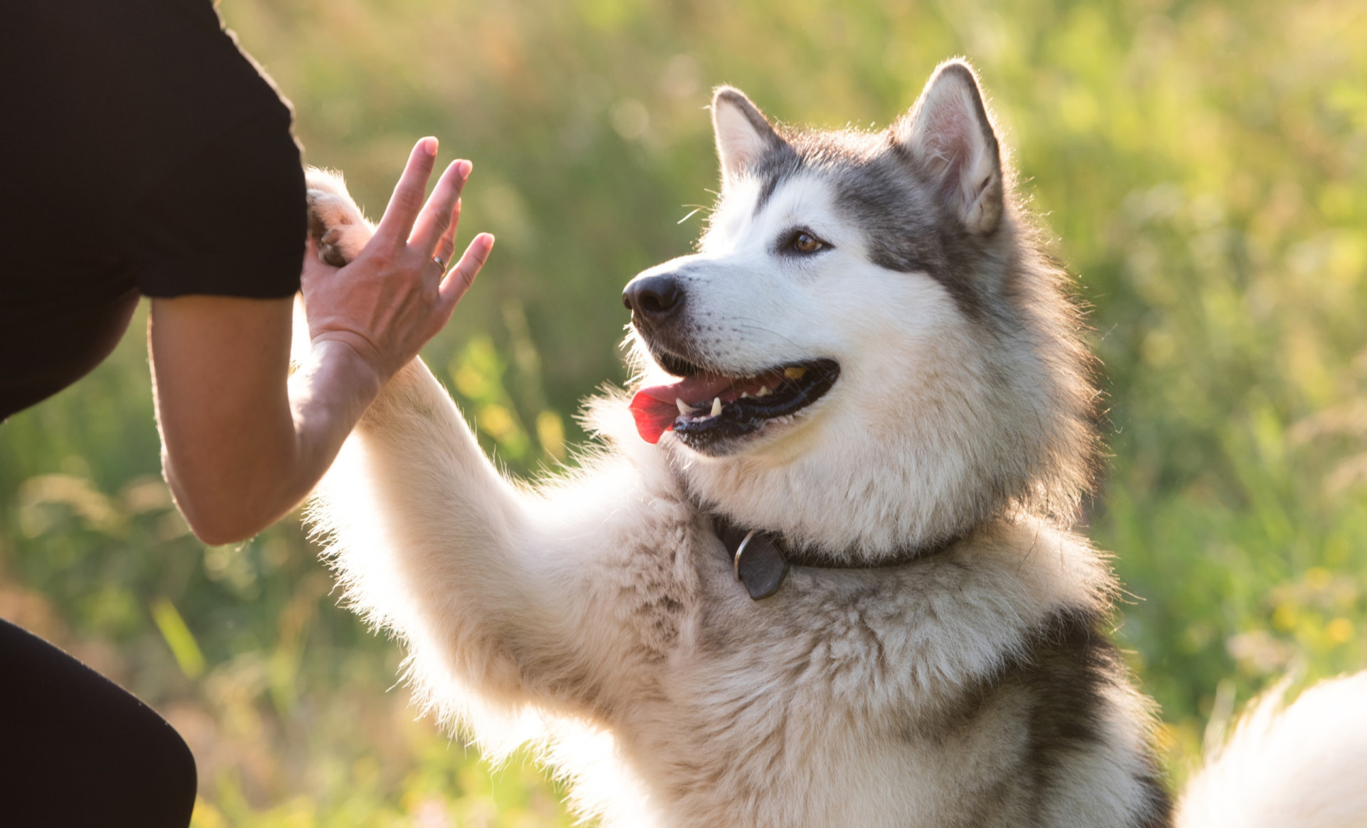 Common misconceptions about dogs, debunked