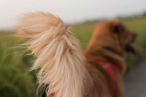 Common misconceptions about dogs, debunked Common misconceptions about dogs, debunked