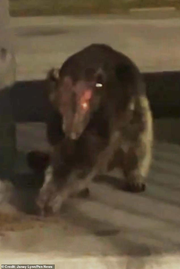 Moment mystery creature turns up outside woman's house