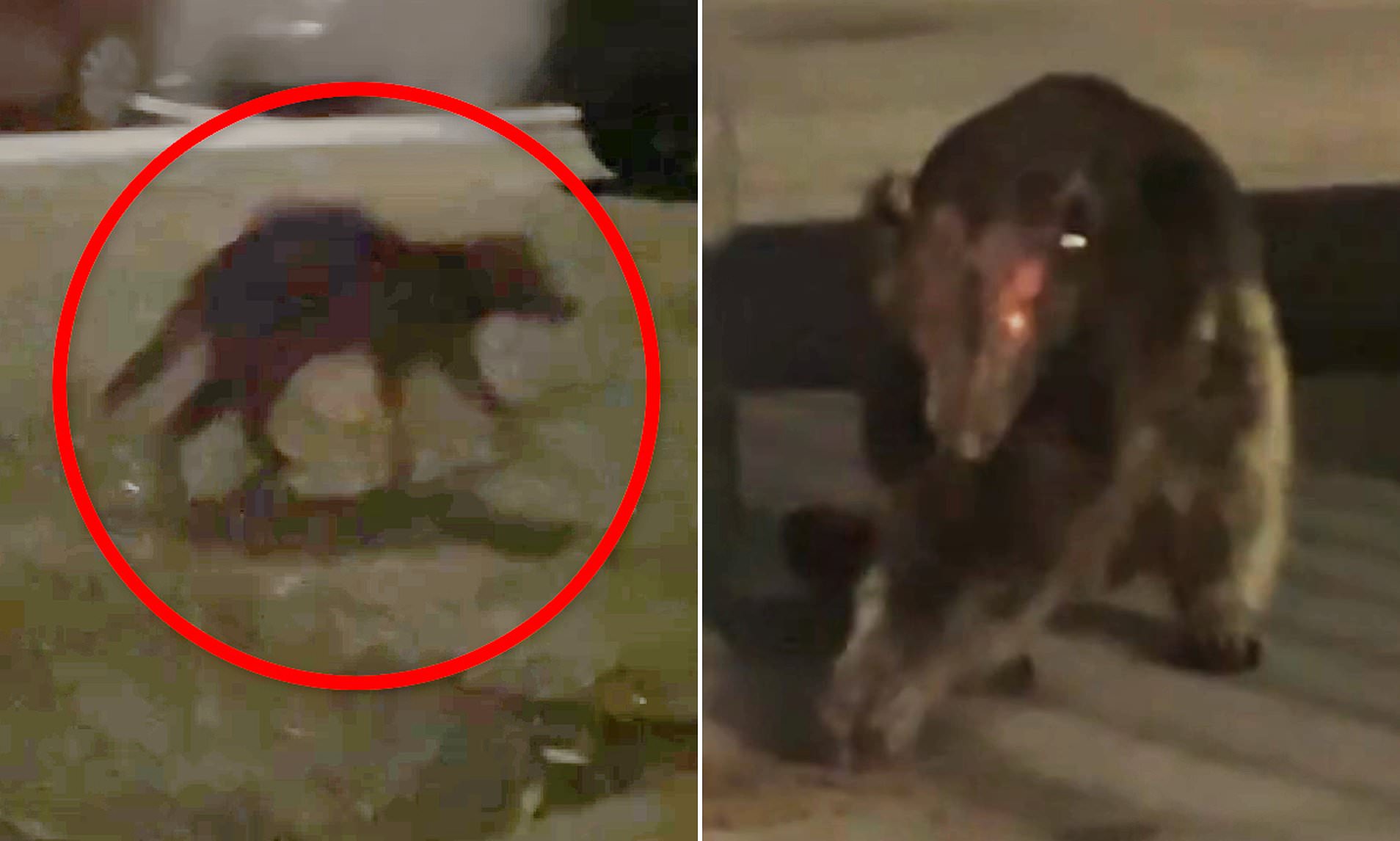 Moment mystery creature turns up outside woman's house