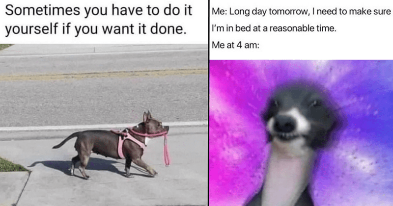 25 Delightful Doggo Memes About Adulthood