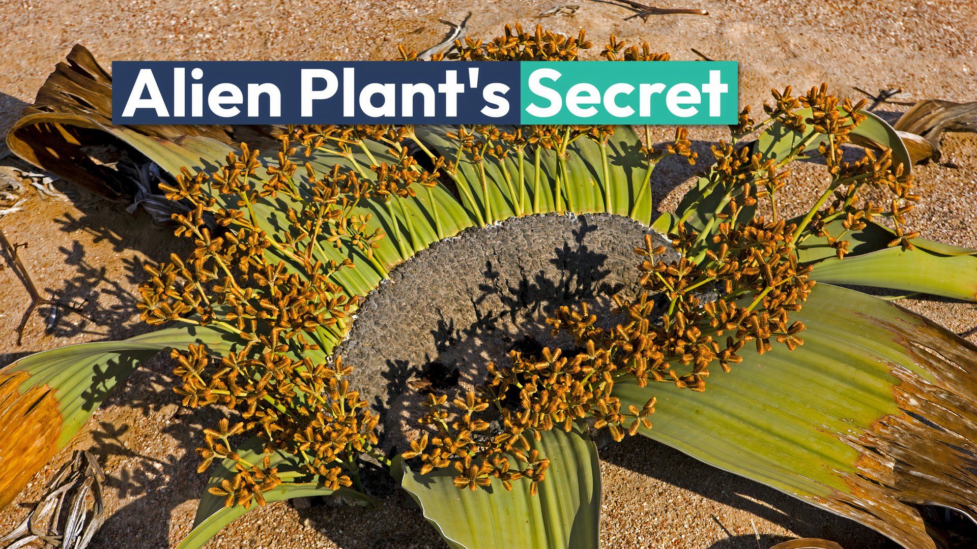 The World's Weirdest "Alien" Plant Can Survive For Over 1,000 Years