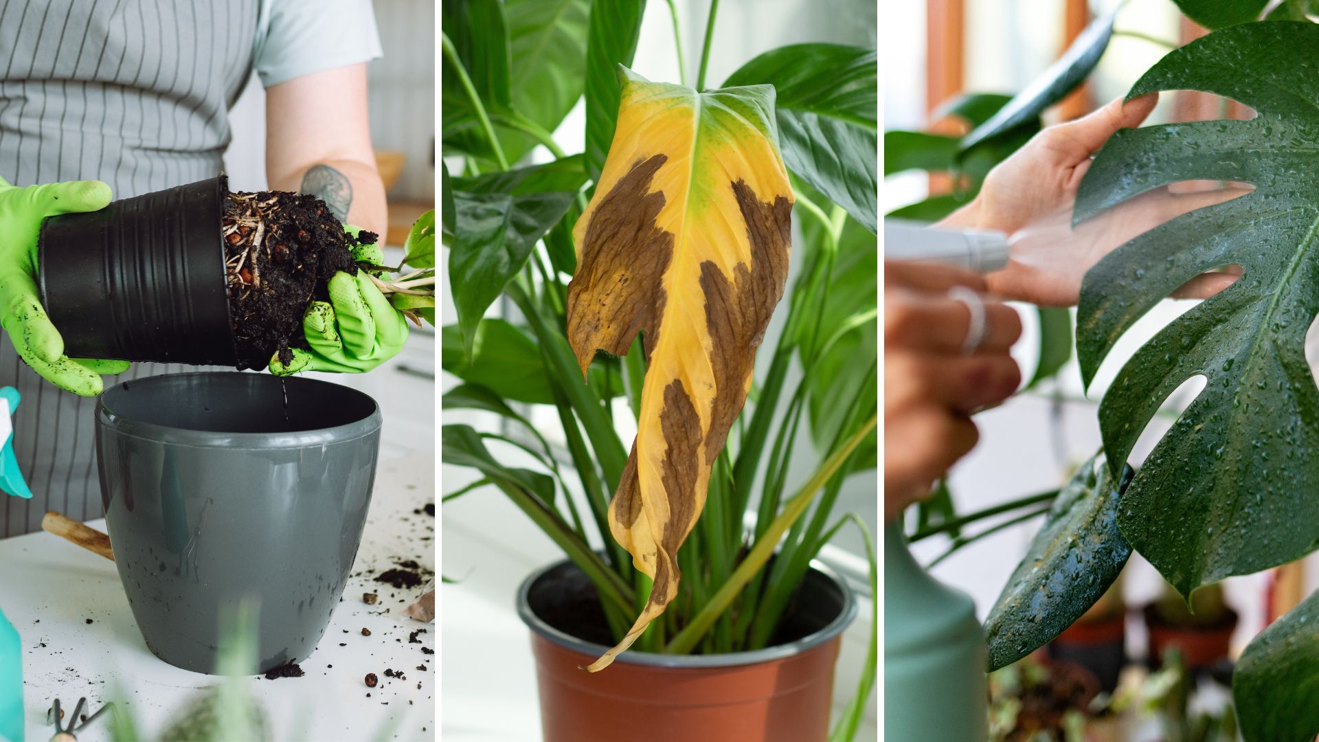 6 common houseplant myths to ignore, warn horticulture experts