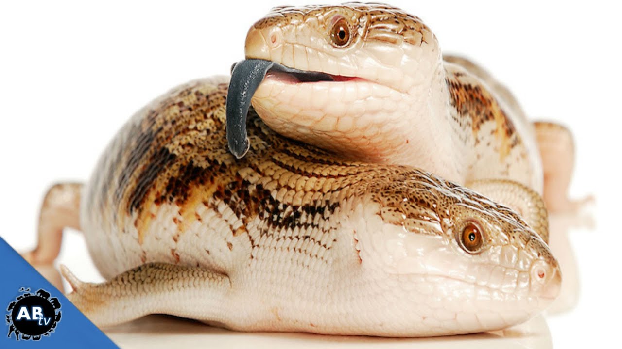 AnimalBytesTV - Blue Tongue Paradise: Wild Australia - Pt. 3