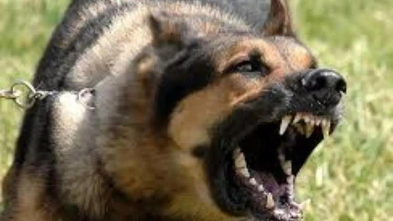 10 Animals that respond early to an earthquake