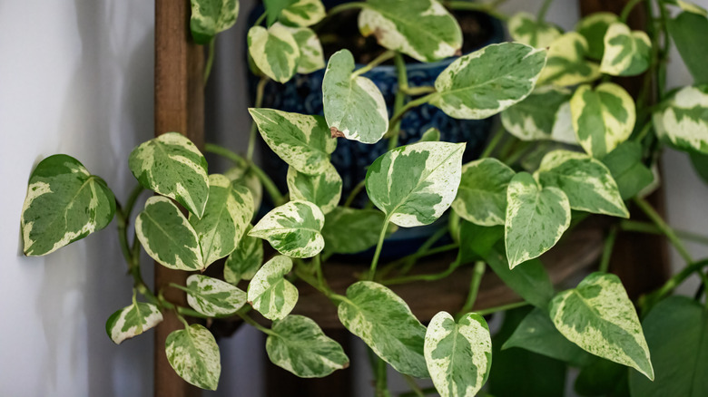 Make A Sparkling DIY Chain Trellis For Your Hanging Plants